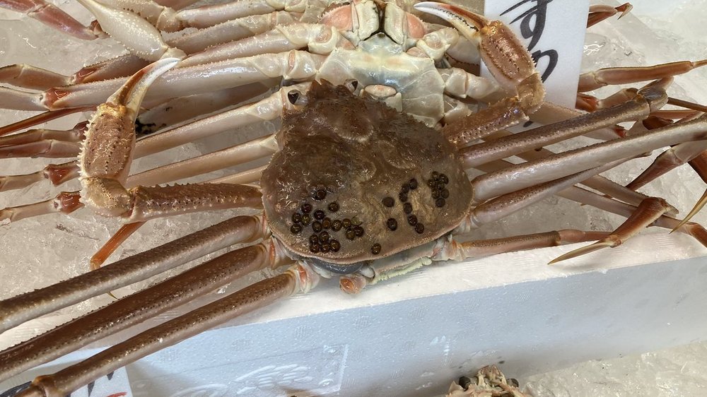 カニビルとは？寄生虫？甲羅の気持ち悪い「黒いぶつぶつ」の正体を解説！ | ちそう