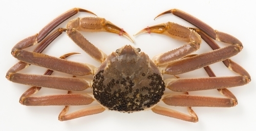 カニビルとは？寄生虫？甲羅の気持ち悪い「黒いぶつぶつ」の正体を解説！| ちそう